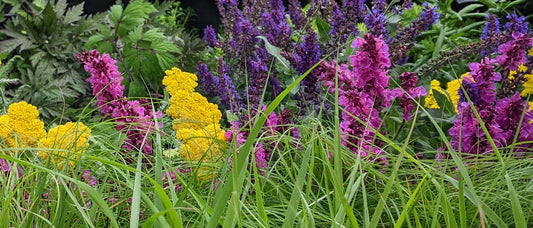 Let's talk about Colour in your Garden – PlantsInTheCity