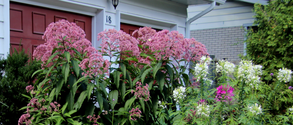 How do we define a Native Plant? – PlantsInTheCity
