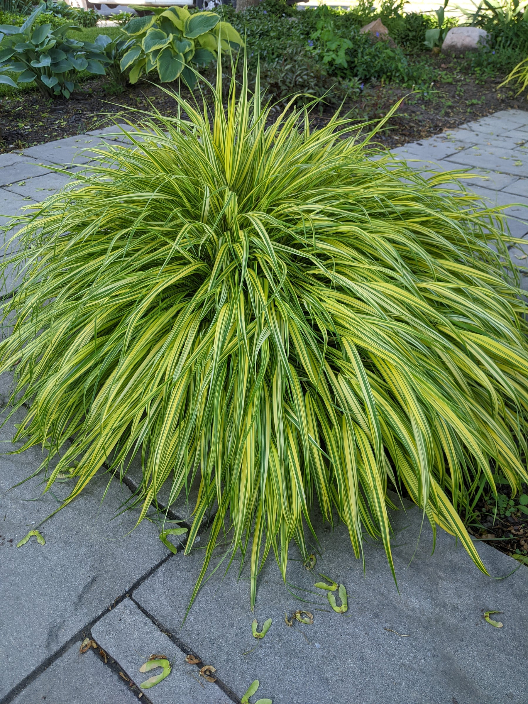 Hakonechloa macra Aureola Japanese Forest Grass – PlantsInTheCity