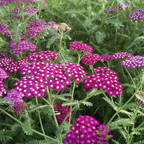 Achillea New Vintage Violet Yarrow – PlantsInTheCity