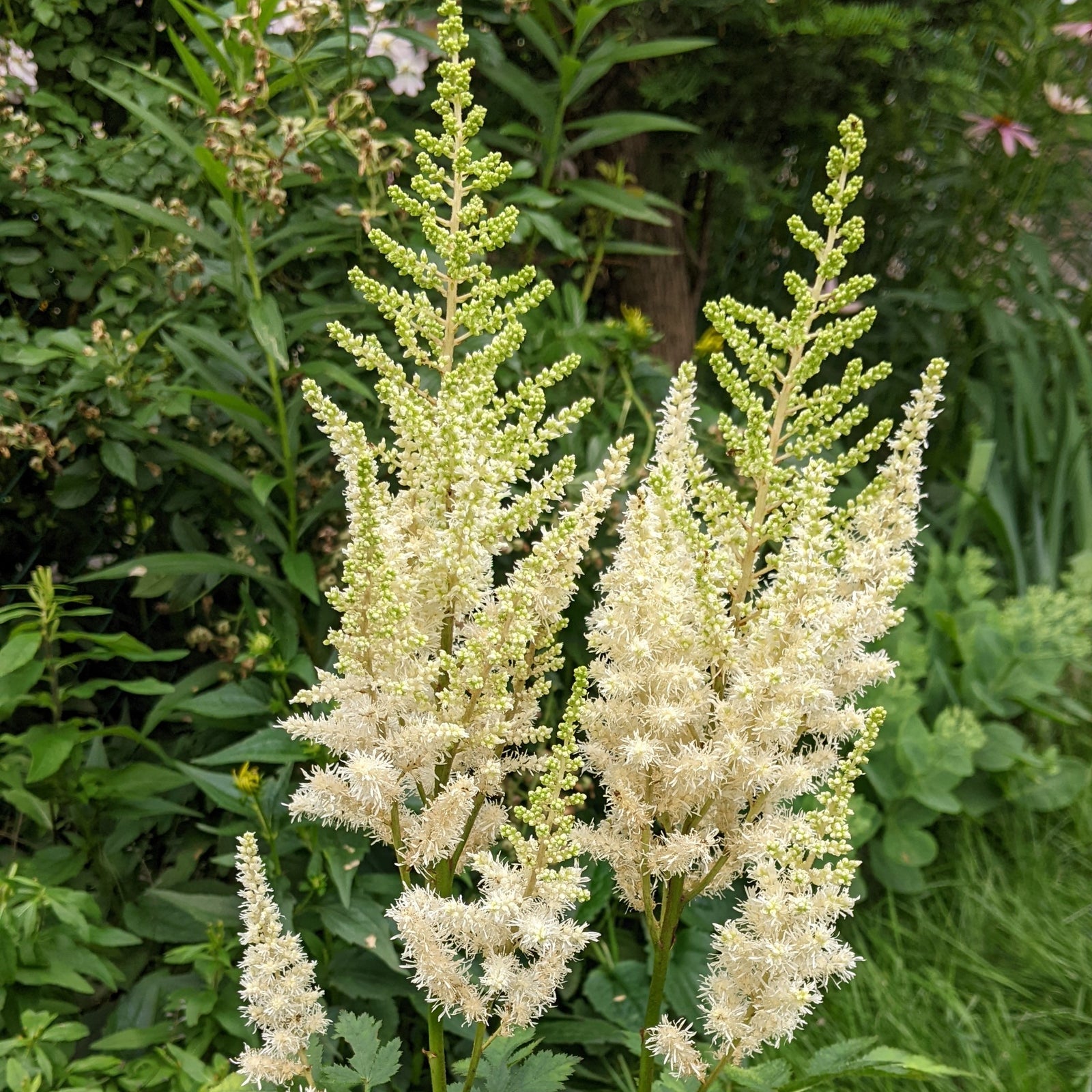 Astilbe Ivory Pearls False Spirea – PlantsInTheCity
