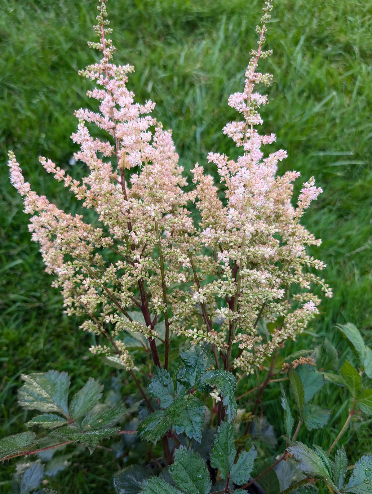 Astilbe Spotlight False Spirea – PlantsInTheCity