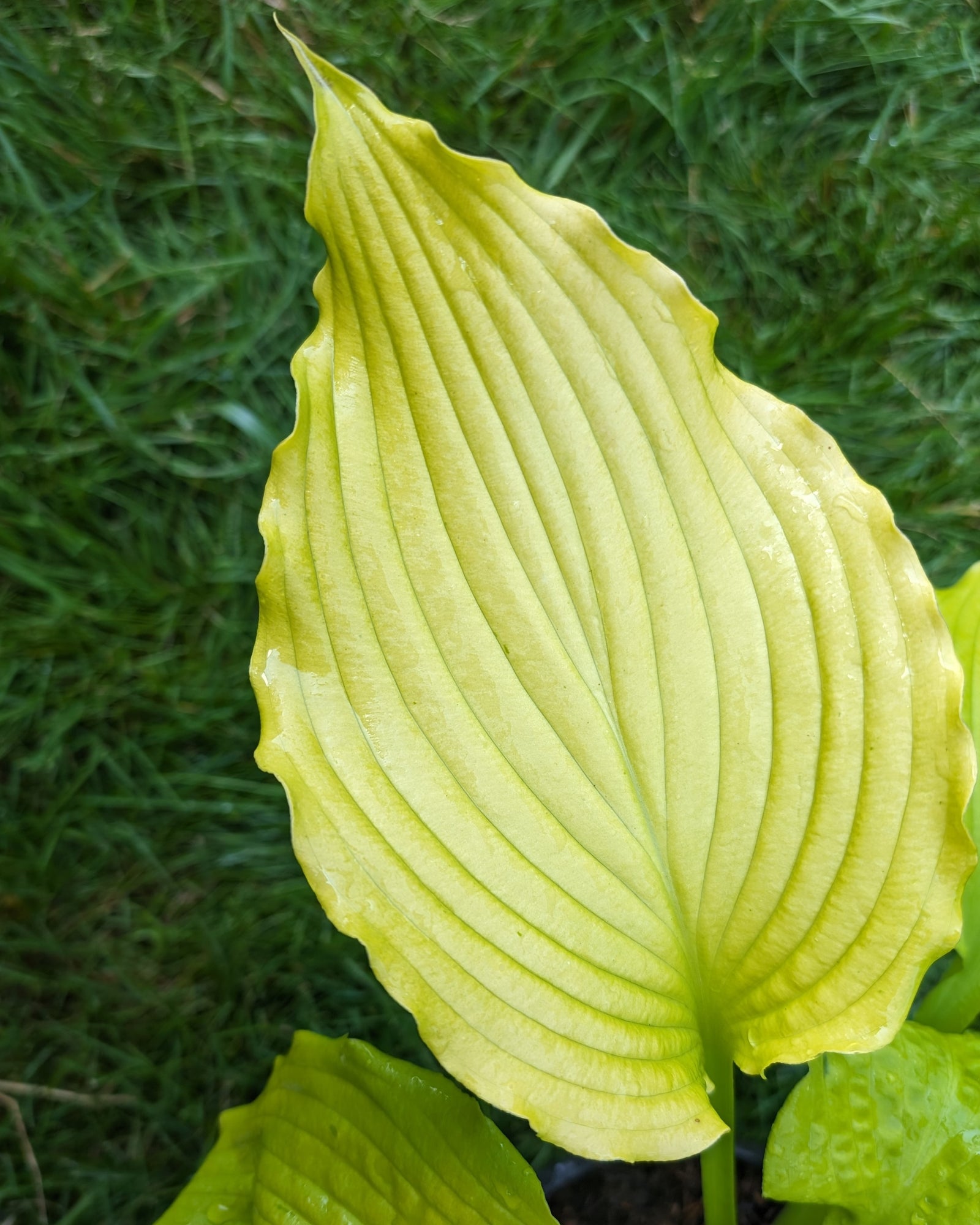 Hosta Dancing Queen Plantain Lily – PlantsInTheCity