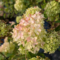 Hydrangea paniculata Dragon Baby – PlantsInTheCity