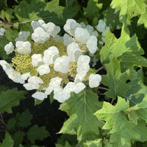 Hydrangea quercifolia Toy Soldier BE Oakleaf Hydrangea – PlantsInTheCity