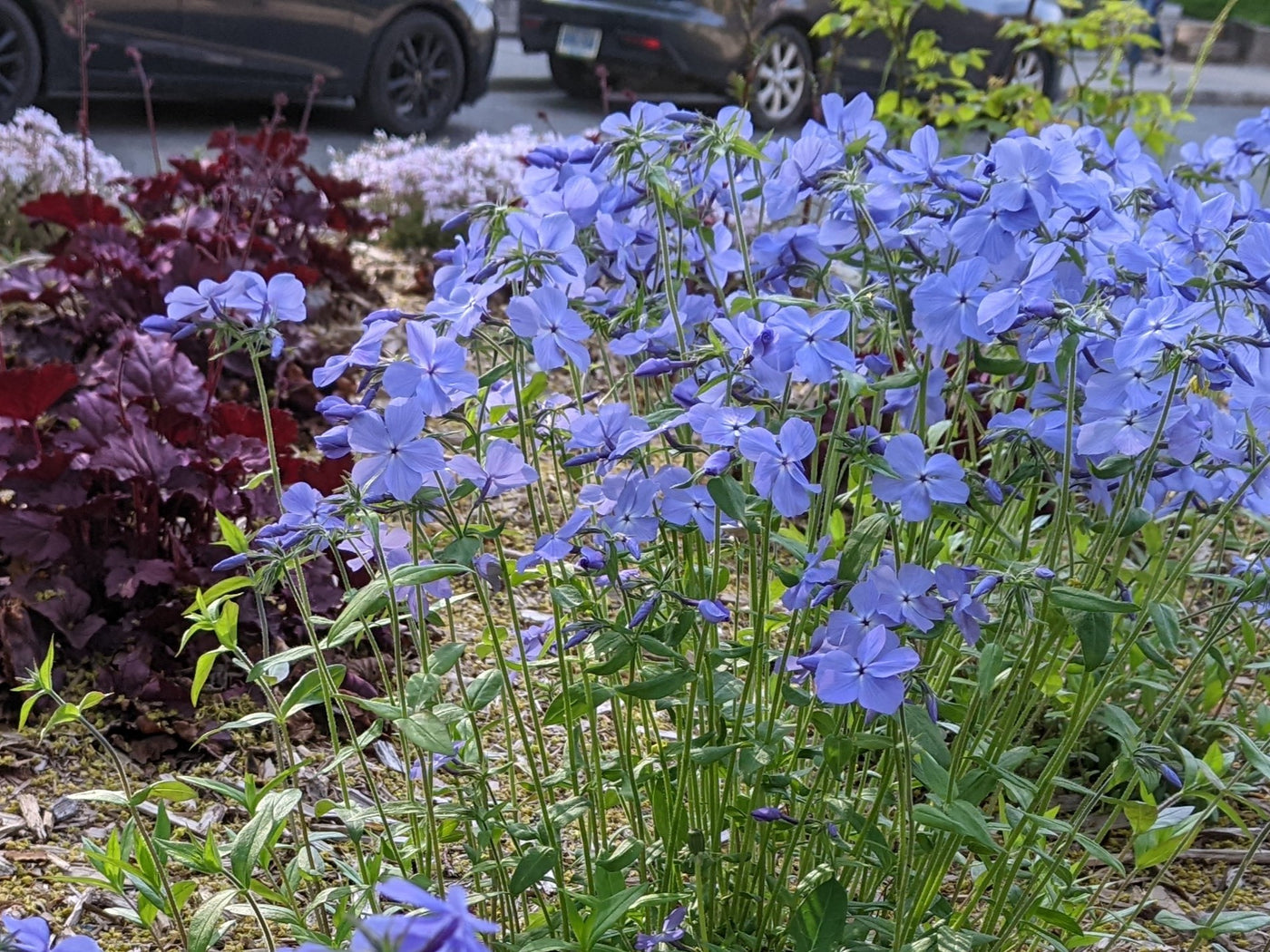 Phlox divaricata Blue Moon Woodland Phlox – PlantsInTheCity