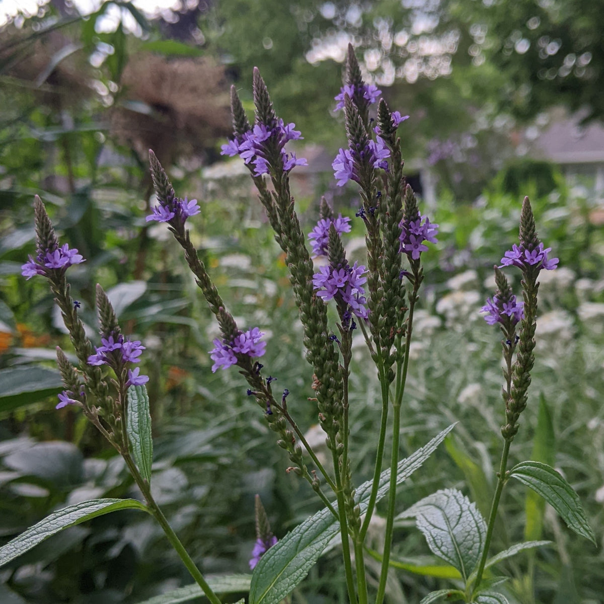 Verbena hastata Blue Spires Blue Vervain – PlantsInTheCity