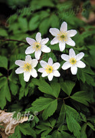 Anemone virginiana Windflower – PlantsInTheCity