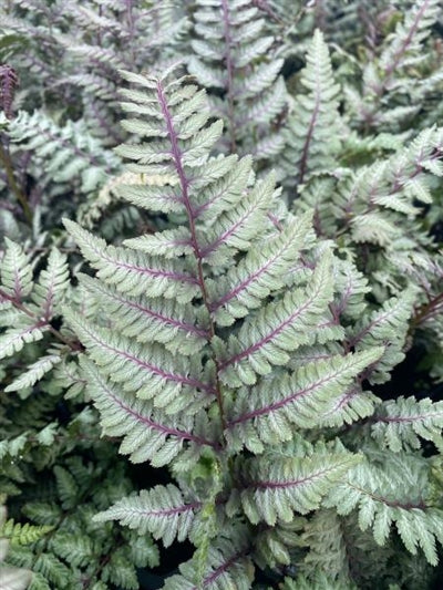 Athyrium Regal Red