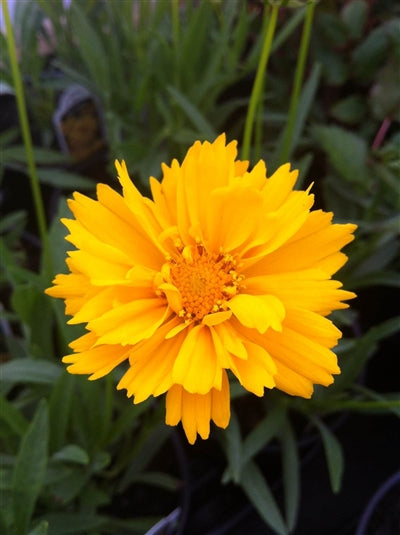 Coreopsis Grandiflora Early Sunrise