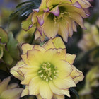 Helleborus First Dance Lenten Rose – PlantsInTheCity