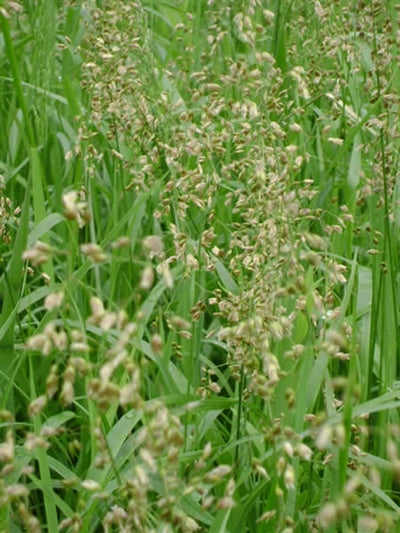 Hierochloe odorata Sweet Grass – PlantsInTheCity