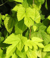 Humulus lupulus Aureus Yellow Hop – PlantsInTheCity