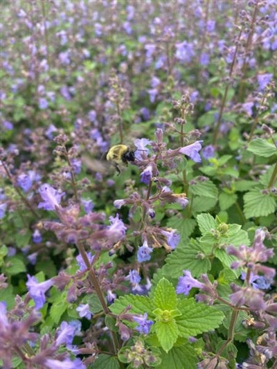 Nepeta faassenii Kitten Around Catmint – PlantsInTheCity