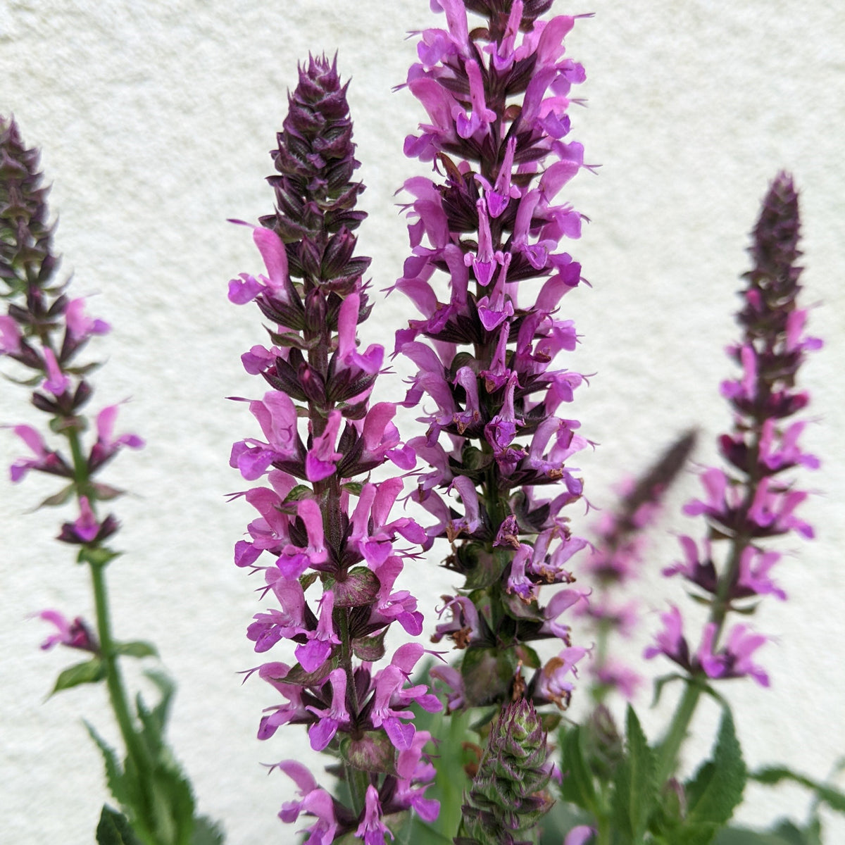 Salvia nemorosa Bumbleberry Sage – PlantsInTheCity