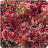 All the Sedums – PlantsInTheCity